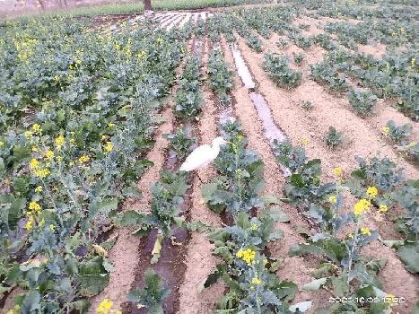 Merta City, Nagaur | Overview, Property Rate, Projects, Map & Localities